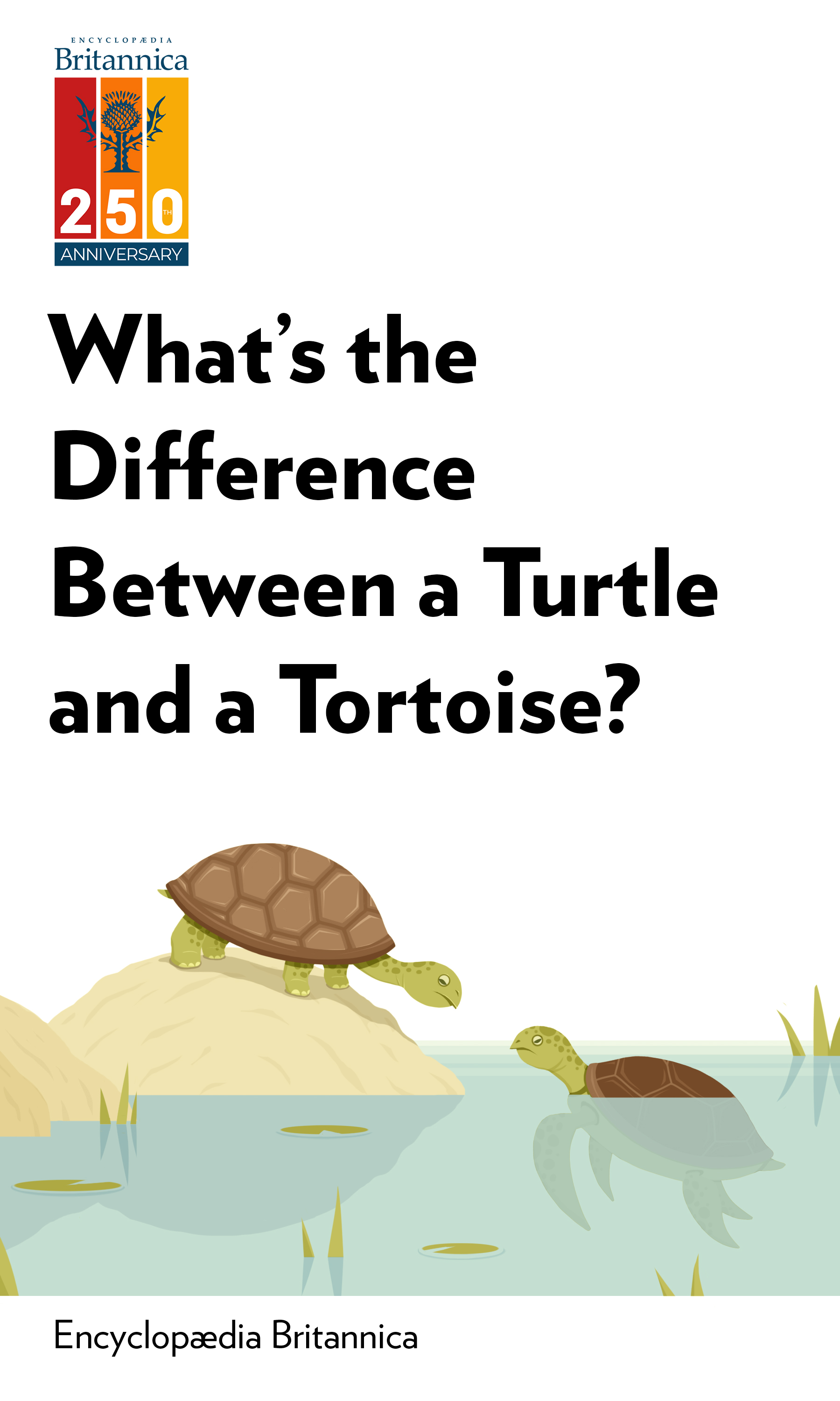 What’s the Difference Between a Turtle and a Tortoise? by Kathleen ...