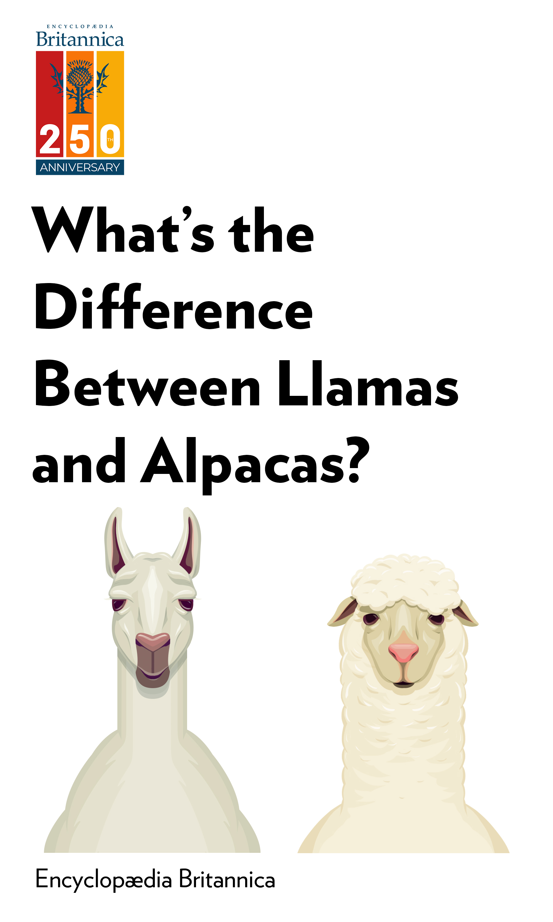 What’s the Difference Between Llamas and Alpacas? by The Editors of ...